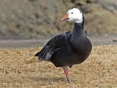 Baby Snow Goose