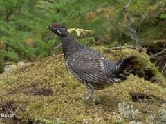 Spruce Grouse Range Oregon Birds - Spruce Grouse