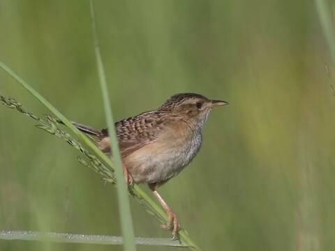 Sedge Wren