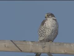 Gyrfalcon Range