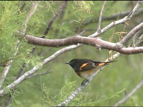 American Redstart Juvenile Male