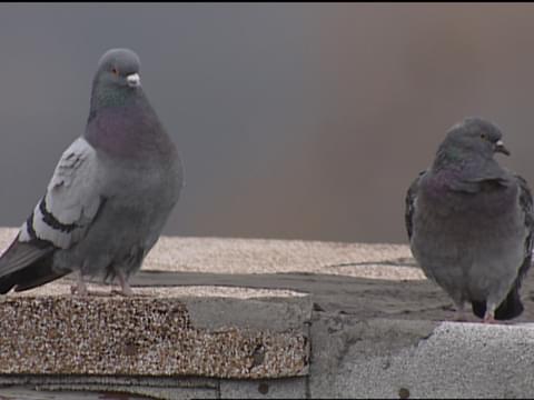 Grey Pigeon Guide To Pigeons And Doves In The UK: How To Identify Them