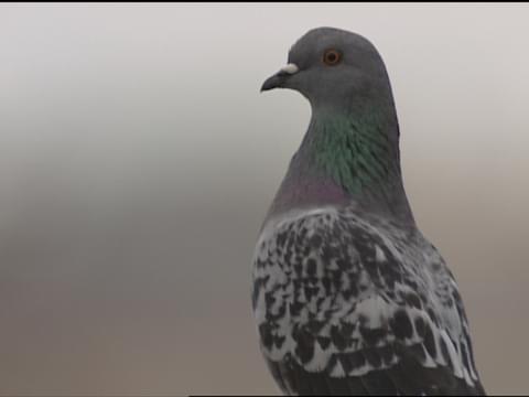 Grey Pigeon Guide To Pigeons And Doves In The UK: How To Identify Them