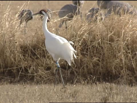 Whooping Crane Size