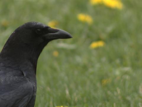 American Crow Head