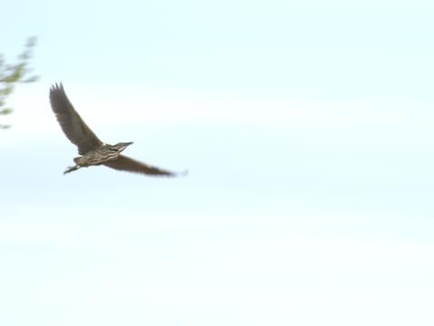 American Bittern In Flight