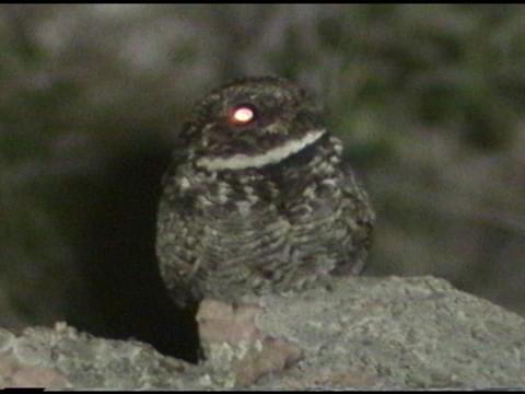 Common Poorwill