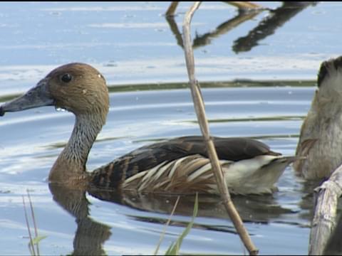 Fulvous Whistling Duck Habitat Fulvous Whistling Duck Identification,