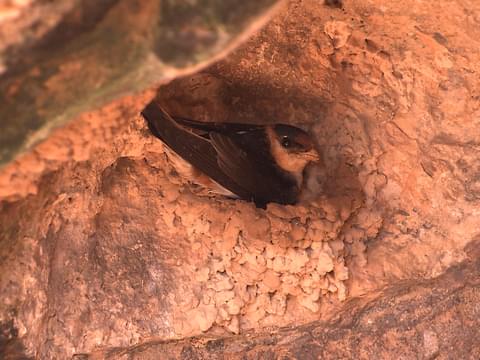 Cave Swallow Nest Mexican Cliff Swallows – Sibley Guides