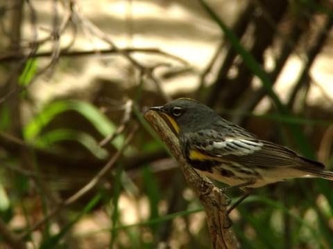 Yellowrumped Warbler Identification All About Birds Mourning Warbler
