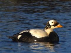 Spectacled Eider Range