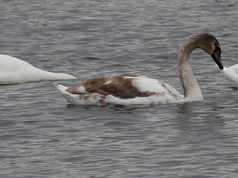 What Color Are Young Swans