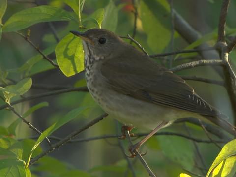 Gray Cheeked Thrush