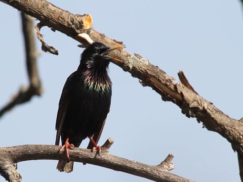 Female Starling
