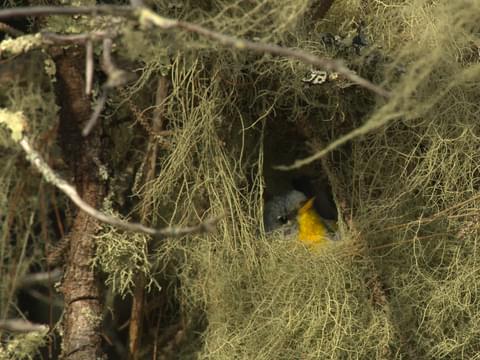 Northern Parula Nest