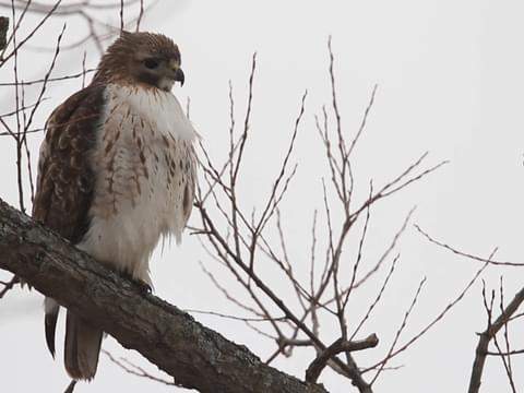 Albino Red Tailed Hawk