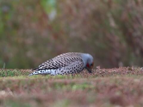 Northern Flicker Identification All About Birds Sometimes All You Need
