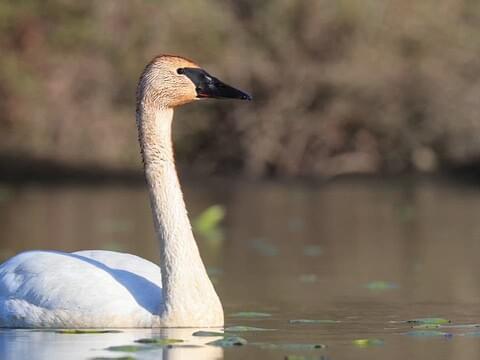 What Color Are Young Swans