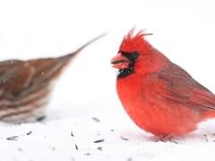 Northern Cardinal Flying Northern Cardinal Wildlife Stock Photo