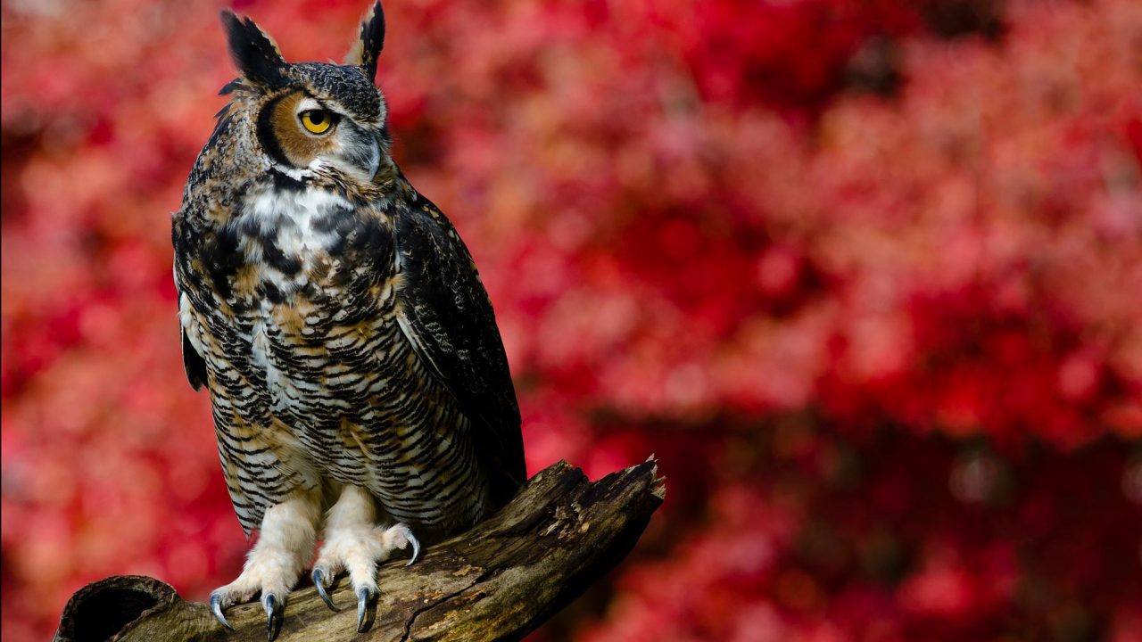 Which Is Your Favorite Owl? Here's a Sampler Platter | All About Birds