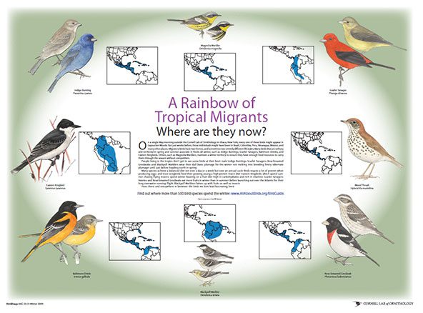 Names Of Tropical Birds