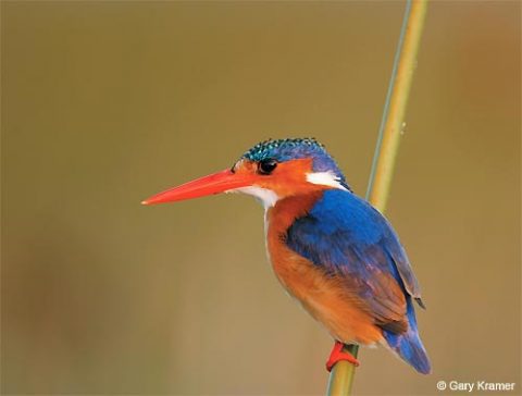 On Safari in the Okavango Delta of Botswana | Living Bird | All About Birds