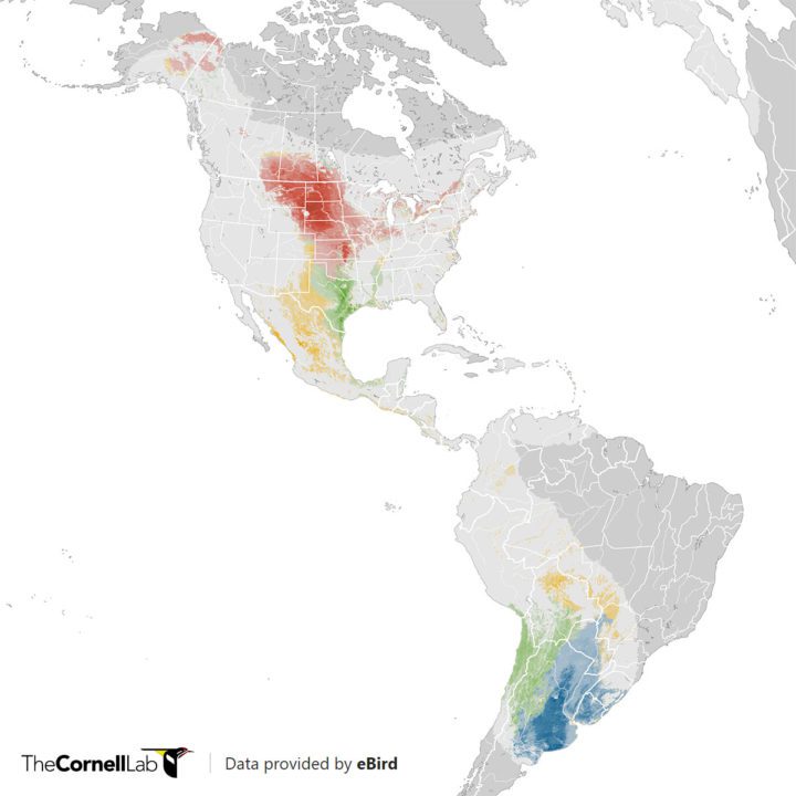 Bird ID Skills: Habitat | All About Birds