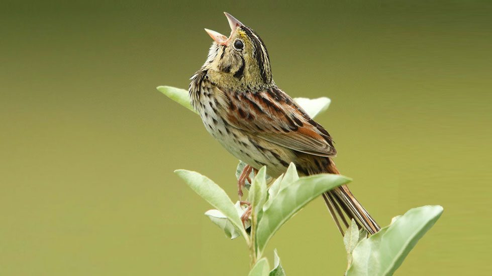 Building Skills: The 4 Keys to Bird Identification | All About Birds