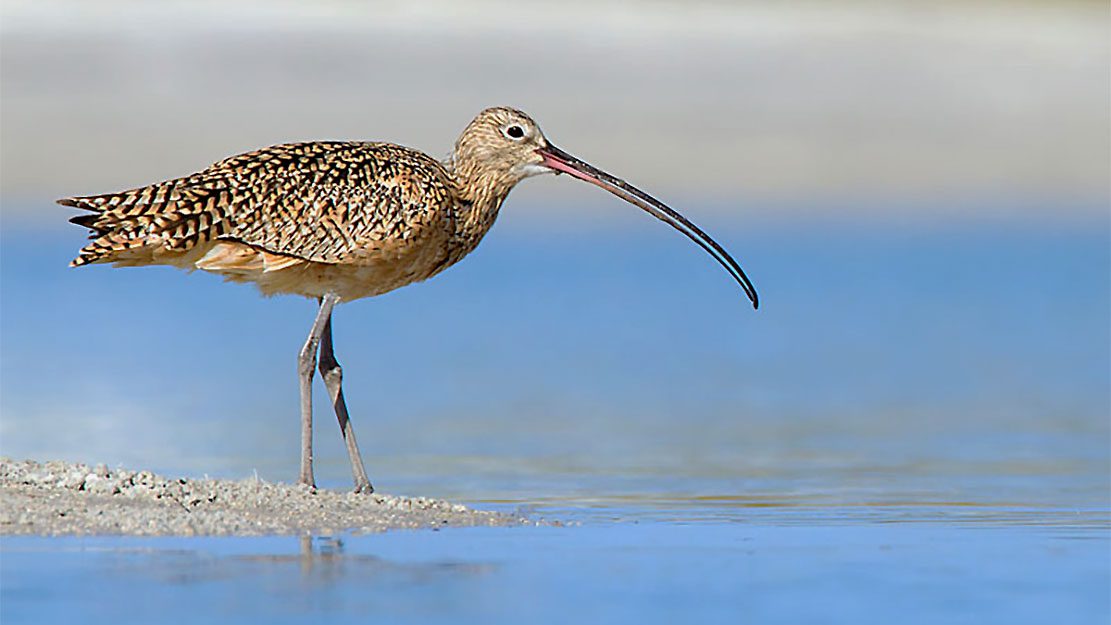 What is the difference between a beak and a bill? | All About Birds