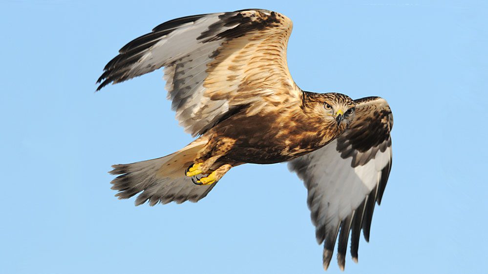 Where Can I Go to Watch Hawk Migration? | All About Birds