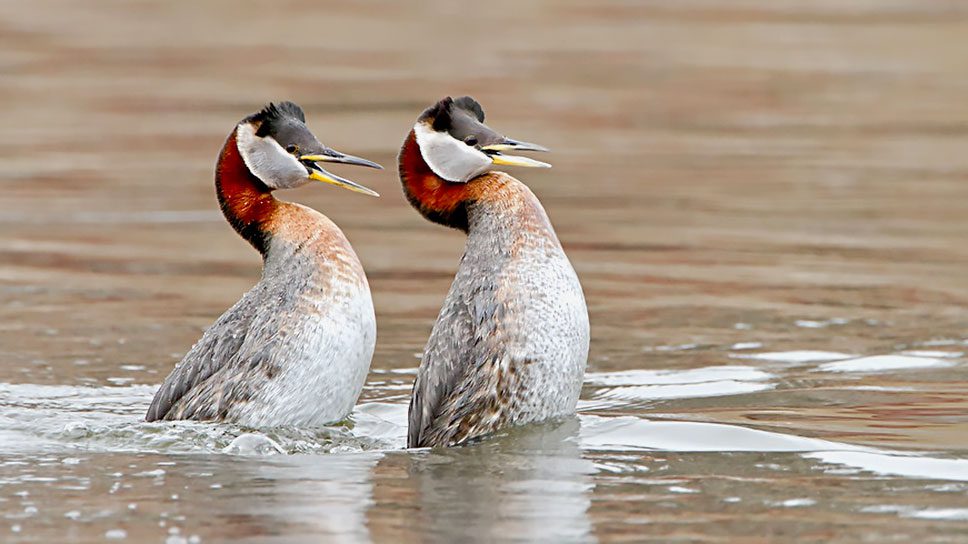 Why do birds have such elaborate and varied courtship rituals? | All ...