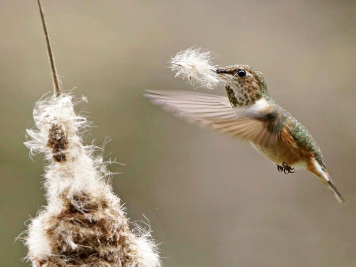 The Most Mysterious Feather: Filoplumes | Living Bird | All About Birds