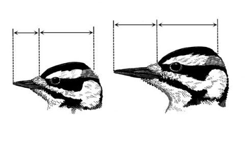 Bird ID Skills: Size & Shape | All About Birds