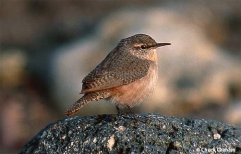 Birding by Kayak in California’s Channel Islands | Living Bird | All ...