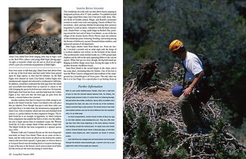 Birding by Kayak in California’s Channel Islands | Living Bird | All ...