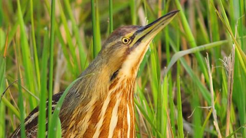 Bird ID Skills: How to Learn Bird Songs and Calls | All About Birds