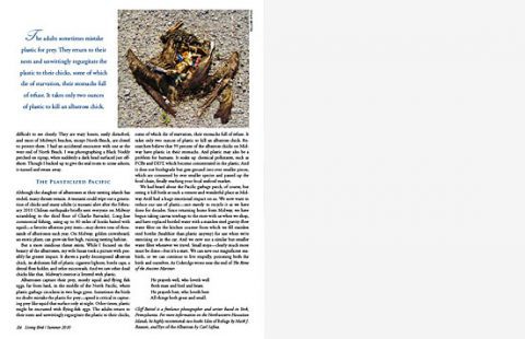 Albatross Island | Living Bird | All About Birds