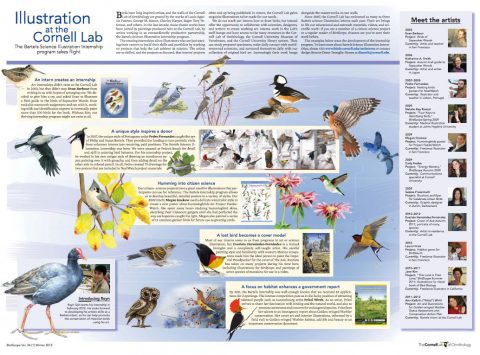 A Thriving Science Illustration Internship at the Cornell Lab | All ...