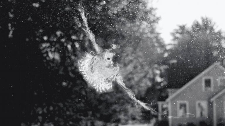 Why Birds Hit Windows—and How You Can Help Prevent It | All About Birds