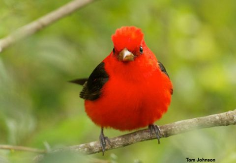 294 Species and One Shattered Record on "Almost Perfect" Big Day | All ...