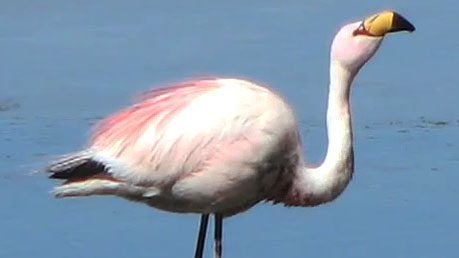 Flamingos of the Altiplano, High in the Bolivian Andes | All About ...