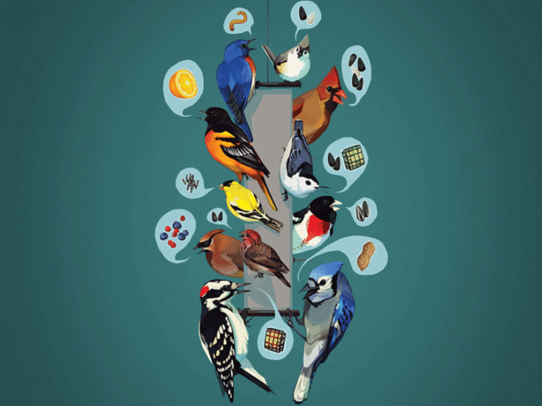 A Bird’s Beak Is Shaped by More Than What it Eats | Living Bird | All ...