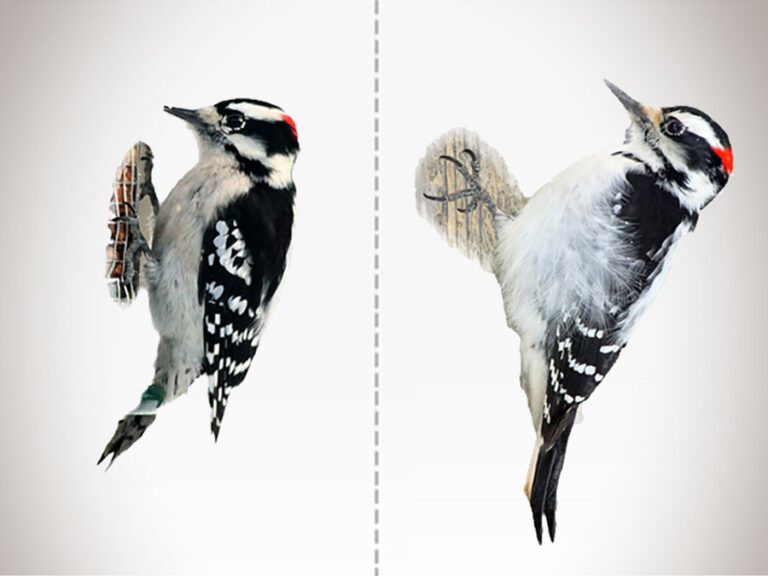 What is the difference between a beak and a bill? | All About Birds
