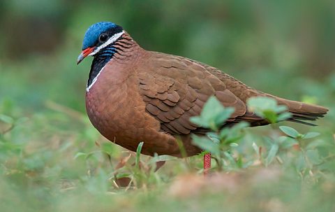 Bird Watching in Cuba After Fidel Castro | Living Bird | All About Birds