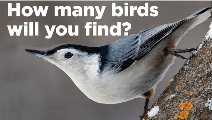 Great Backyard Birdcount | All About Birds
