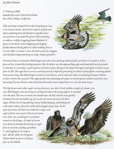 Naturalist’s Notebook: Mallard Commotion | Living Bird | All About Birds