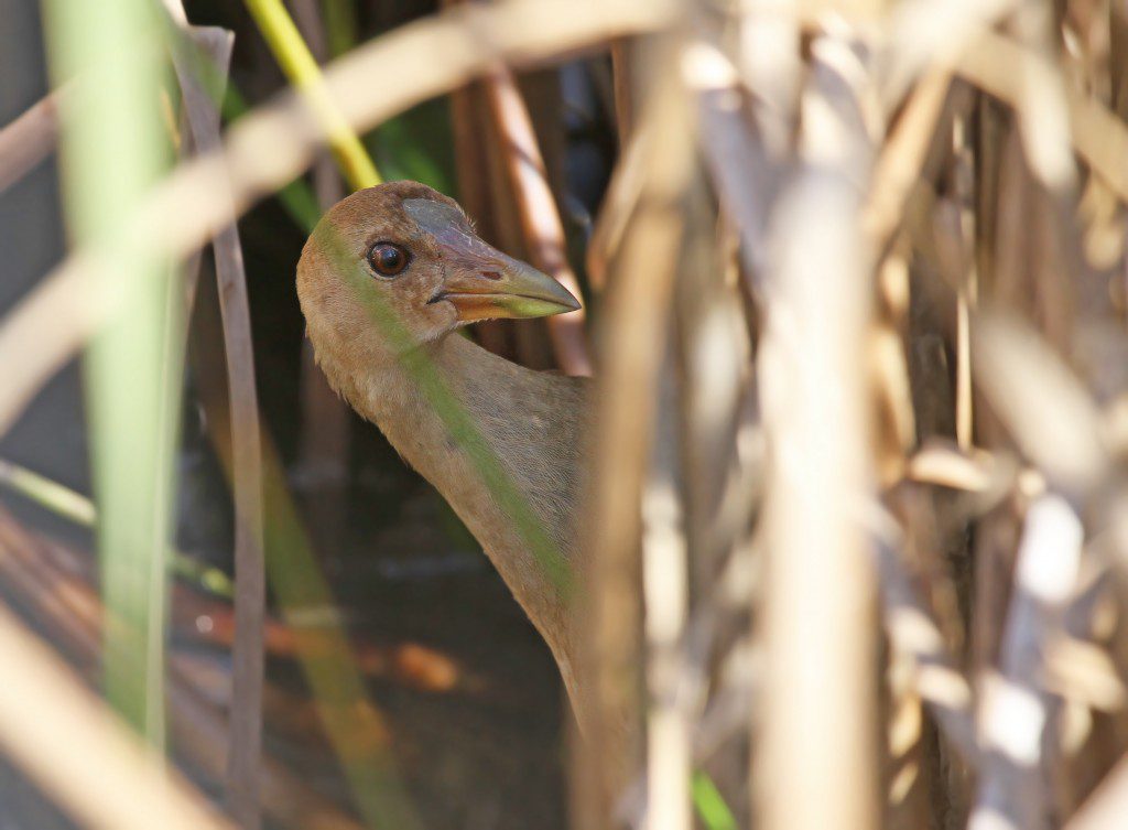 Looking Into Reasons for Purple Gallinule Vagrancy in the North Atlantic