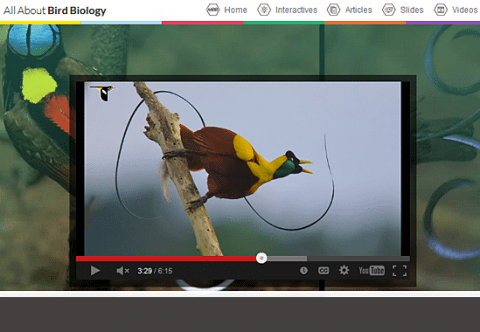 Explore Feathers With New, Free Resources From Bird Academy | All About ...