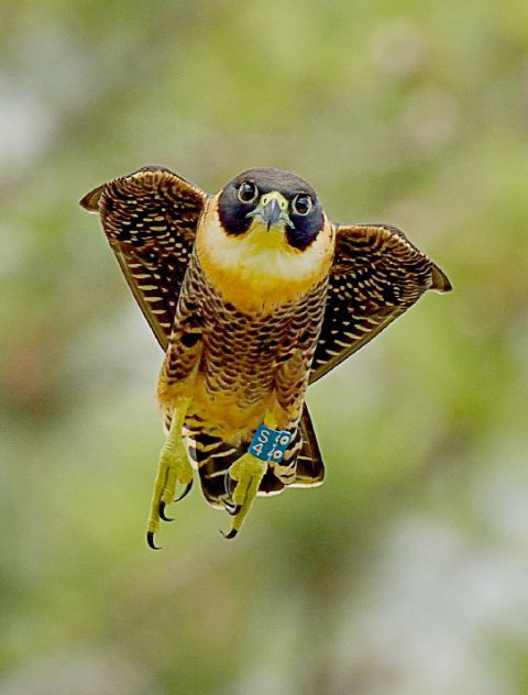 Rescuing the Orange-breasted Falcon, Icon of the Rainforest | Living ...