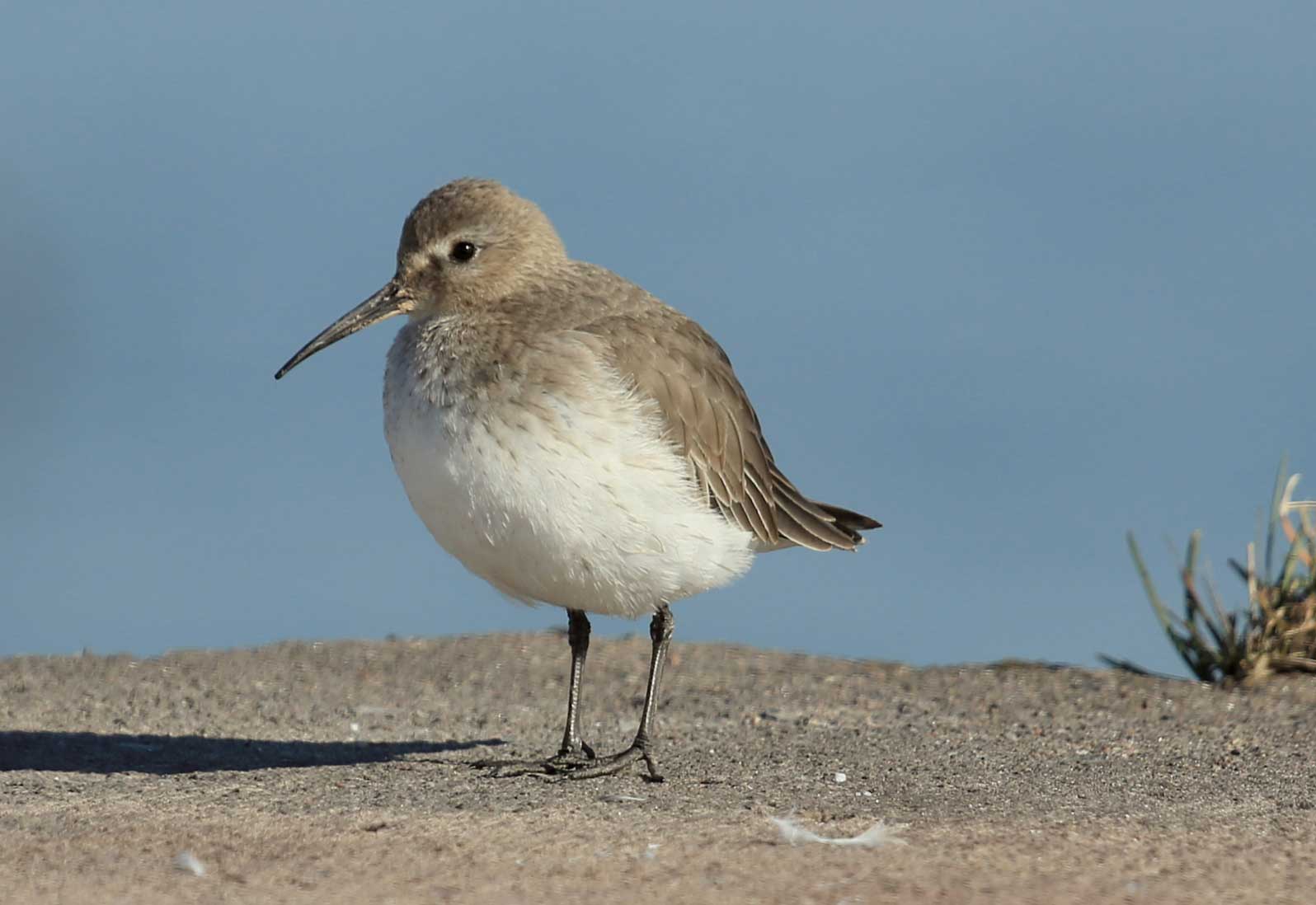 Moneyball for Shorebirds: How Precision Analytics Are Changing Habitat ...